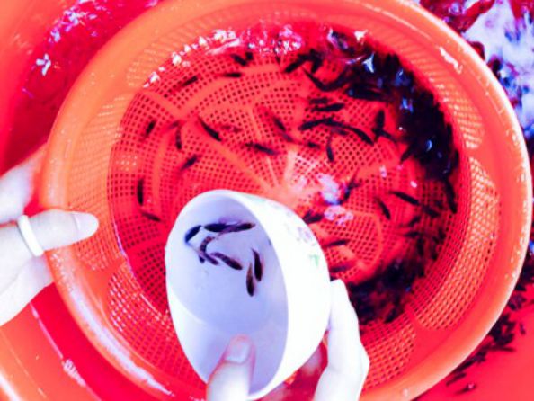 Bà con Cửa Việt, Cửa Tùng được mùa cá mú giống